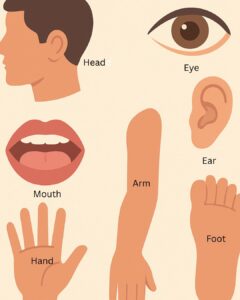 Health and the Human Body – ESL Lesson for Beginners